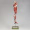 Somso Human Leg and Portion of Pelvis Model | Carolina Biological Supply