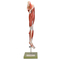 Somso Human Leg and Portion of Pelvis Model | Carolina.com