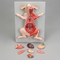 Altay® Fetal Pig Dissection Model | Carolina Biological Supply
