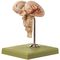 Somso Human Brain Stem Model | Carolina Biological Supply