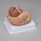 Altay® Human Brain with Arteries Model | Carolina Biological Supply