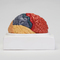 Altay® Human Regional Brain Model | Carolina Biological Supply