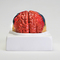 Altay® Human Regional Brain Model | Carolina Biological Supply