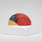 Altay® Human Regional Brain Model | Carolina Biological Supply