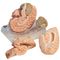 Somso® Human Brain Model, 4 Parts | Carolina Biological Supply