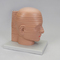 Altay® Horizontally Sectioned Human Head Model | Carolina Biological Supply