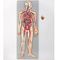 Altay® Human Circulatory System Model | Carolina Biological Supply