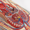Altay® Human Circulatory System Model | Carolina Biological Supply