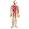 Altay® Human Circulatory System Model | Carolina Biological Supply