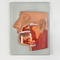 Altay Human Digestive System Model | Carolina Biological Supply