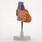 Altay® Human Heart Model | Carolina Biological Supply