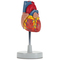 Altay® Human Heart Model | Carolina Biological Supply