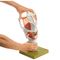 Somso Human Functional Larynx Model | Carolina Biological Supply