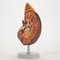 Altay Deluxe Kidney and Adrenal Gland Model | Carolina Biological Supply