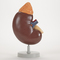 Altay Deluxe Kidney and Adrenal Gland Model | Carolina Biological Supply
