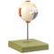 Somso® Human Sectional Eye Model | Carolina Biological Supply