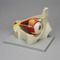 Altay Human Eye in Orbit Model | Carolina Biological Supply