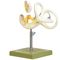 Somso Human Inner Ear Model, 18x | Carolina Biological Supply