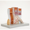 Altay® Microstructure of Artery and Vein Model | Carolina Biological Supply