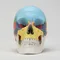 Carolina® Human Skull, Color Coded, Plastic | Carolina Biological Supply