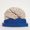 Carolina® Human Brain with Arteries Model | Carolina Biological Supply