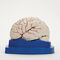 Carolina® Human Brain with Arteries Model | Carolina Biological Supply