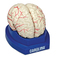 Carolina® Human Brain with Arteries Model | Carolina Biological Supply