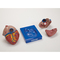 Carolina® Human Heart Model | Carolina Biological Supply