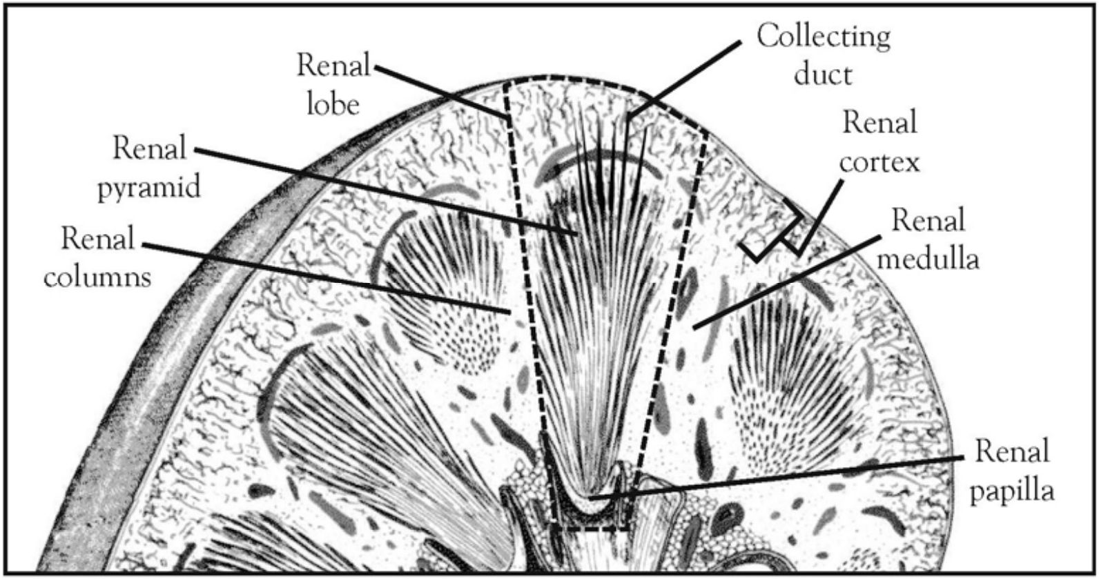 Kidney Dissection Lab Report Conclusion Kidney Dissection Clara arm Kidney Dissection Lab Report Conclusion Kidney Dissection Clara arm