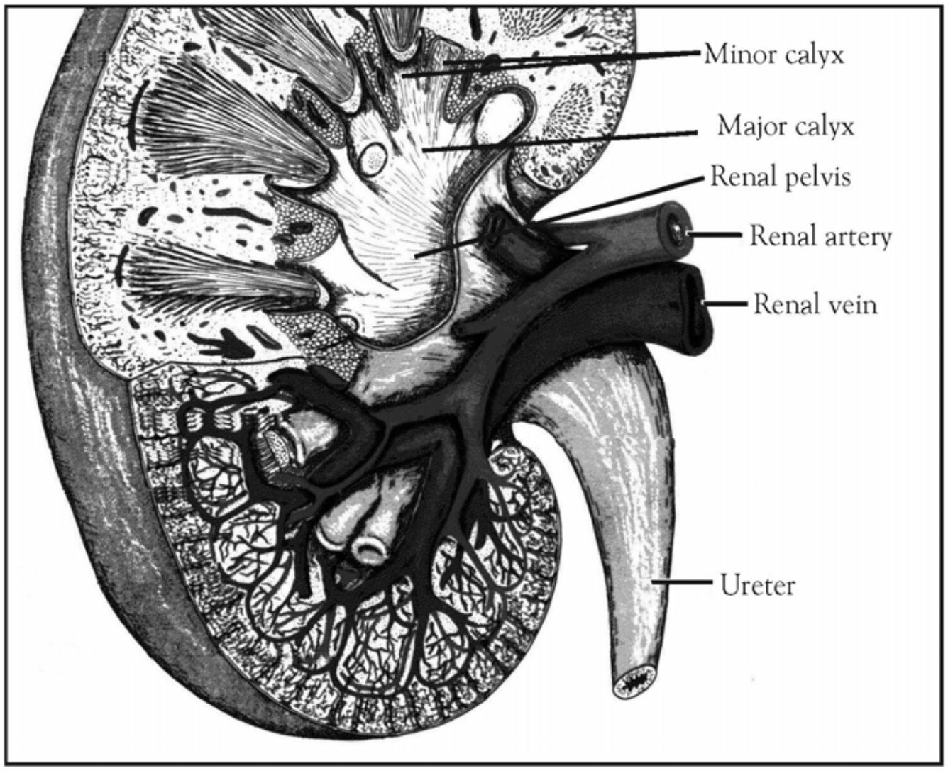 12 Kidney Dissection Labelled DenimBowey