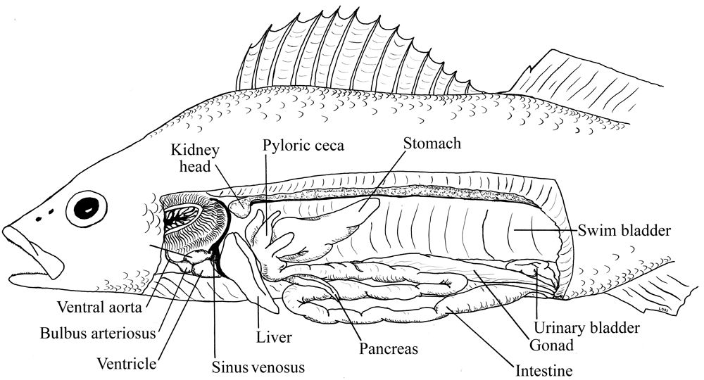 Perch Dissection Worksheet Answers Printable Word Searches