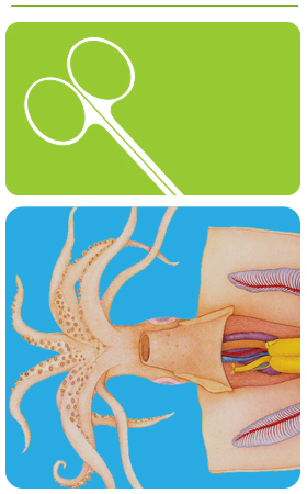 Squid Dissection | Carolina Biological Supply