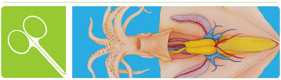 Squid Dissection | Carolina Biological Supply