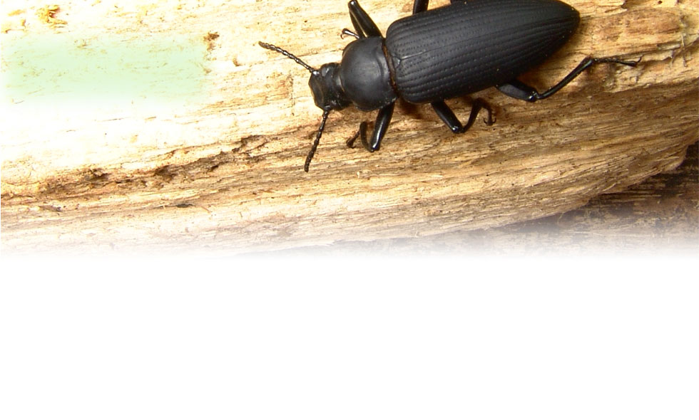 Darkling Beetle Size