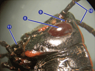 For Classroom or Homeschool: The Young Scientist™ Animal Dissection Kit ...