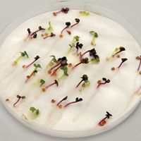 Wisconsin Fast Plants® for Fast Genetics: Observe Monohybrid Mendelian ...