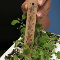 Getting Started with Wisconsin Fast Plants | Carolina.com