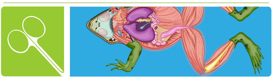 Frog Anatomy Dissection Anatomical Charts Posters