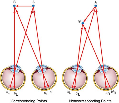 The Physics of Vision | Carolina.com