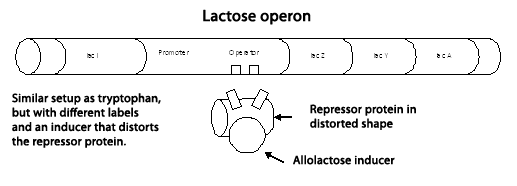 Modeling Prokaryotic Operons | Carolina Biological Supply