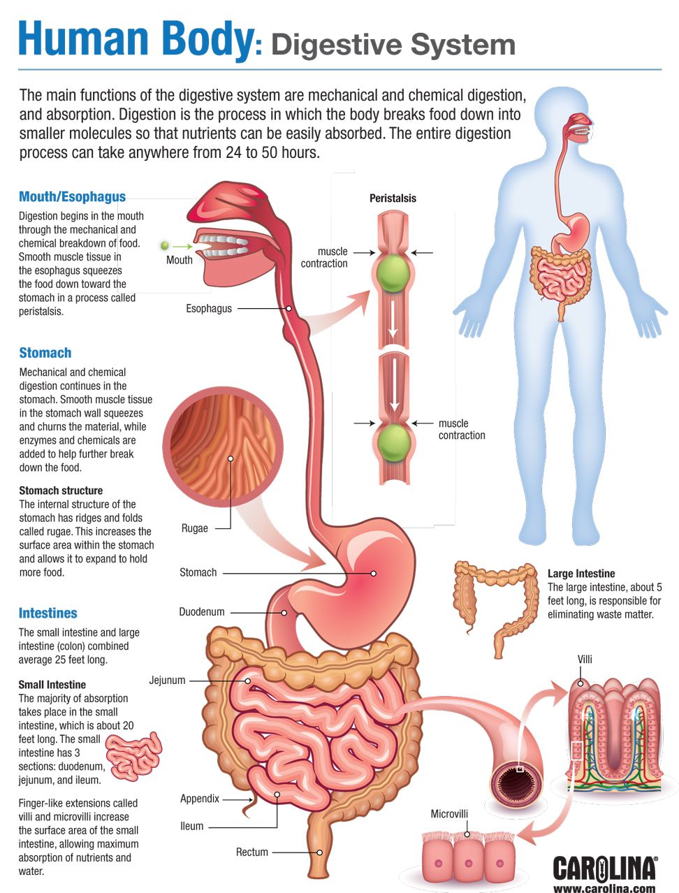 Human Body Digestive System Carolina Human Body Digestive System Carolina