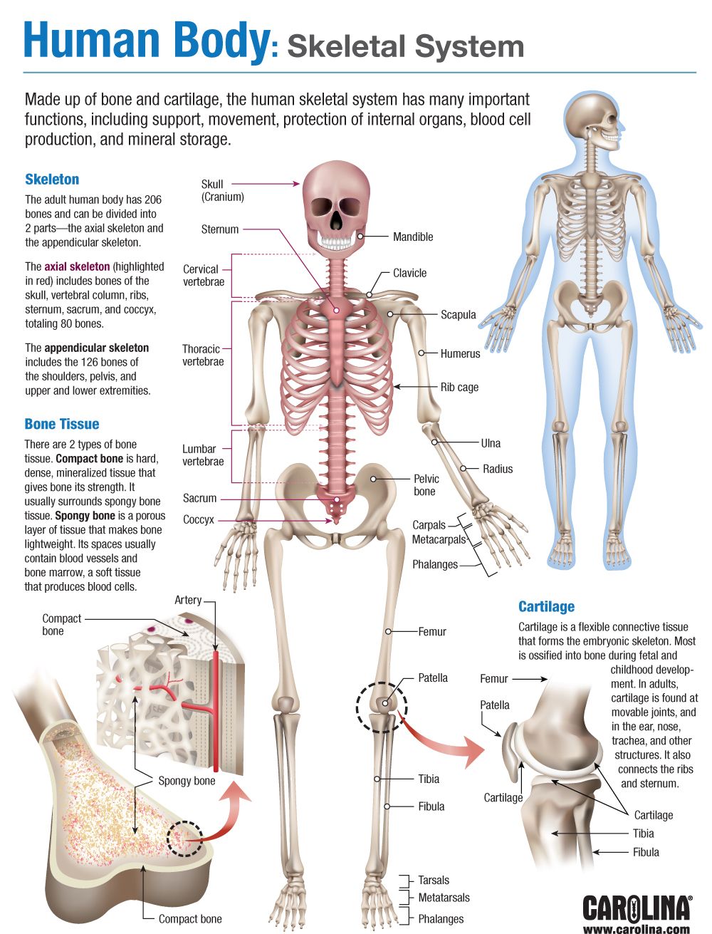 Bones In The Body Diagram Bones In The Body Diagram