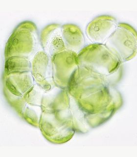 Care Guide: Algae | Carolina Biological Supply