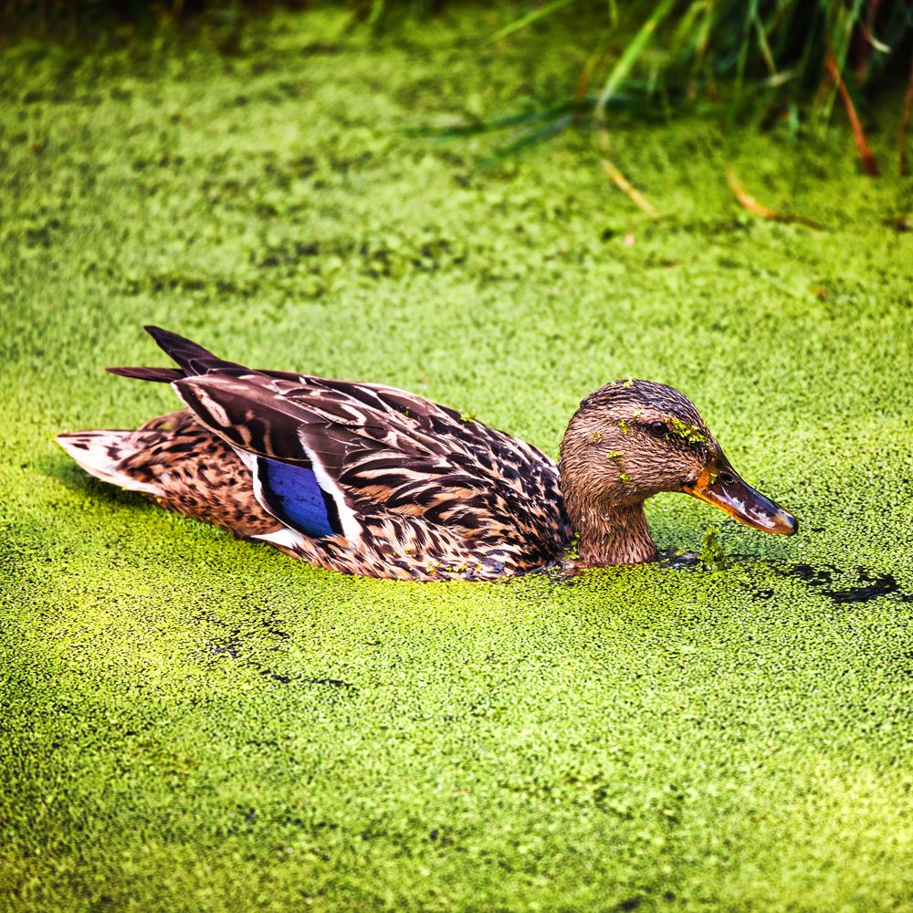 AP® Environmental Science: Population Growth Curve Analysis | Carolina ...