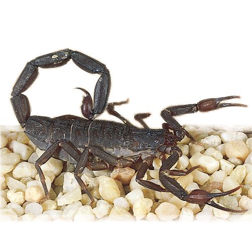 Carolina Arthropods Manual | Carolina Biological Supply