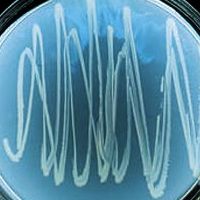 Evolution and Antibacterial Resistance | Carolina Biological Supply