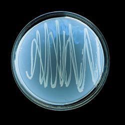 Care Guide: Bacteria | Carolina Biological Supply