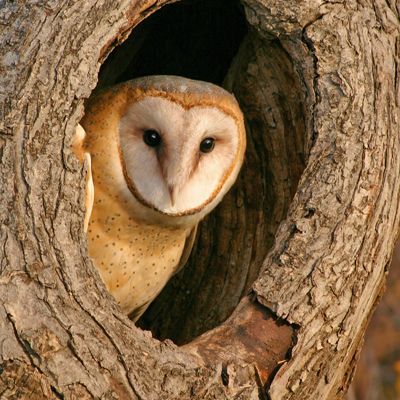 Barn Owl Food Pyramid Investigation | Carolina.com