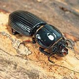 Care Guide: Bessbugs | Carolina Biological Supply