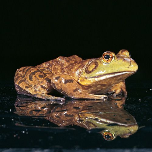 On the Cutting Edge: Frog Internal Anatomy Exploration | Carolina ...